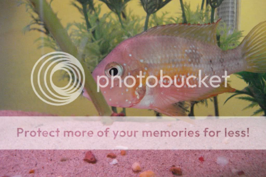 Thoricthys Ellioti (Malcupinnis) | Cichlid Fish Forum